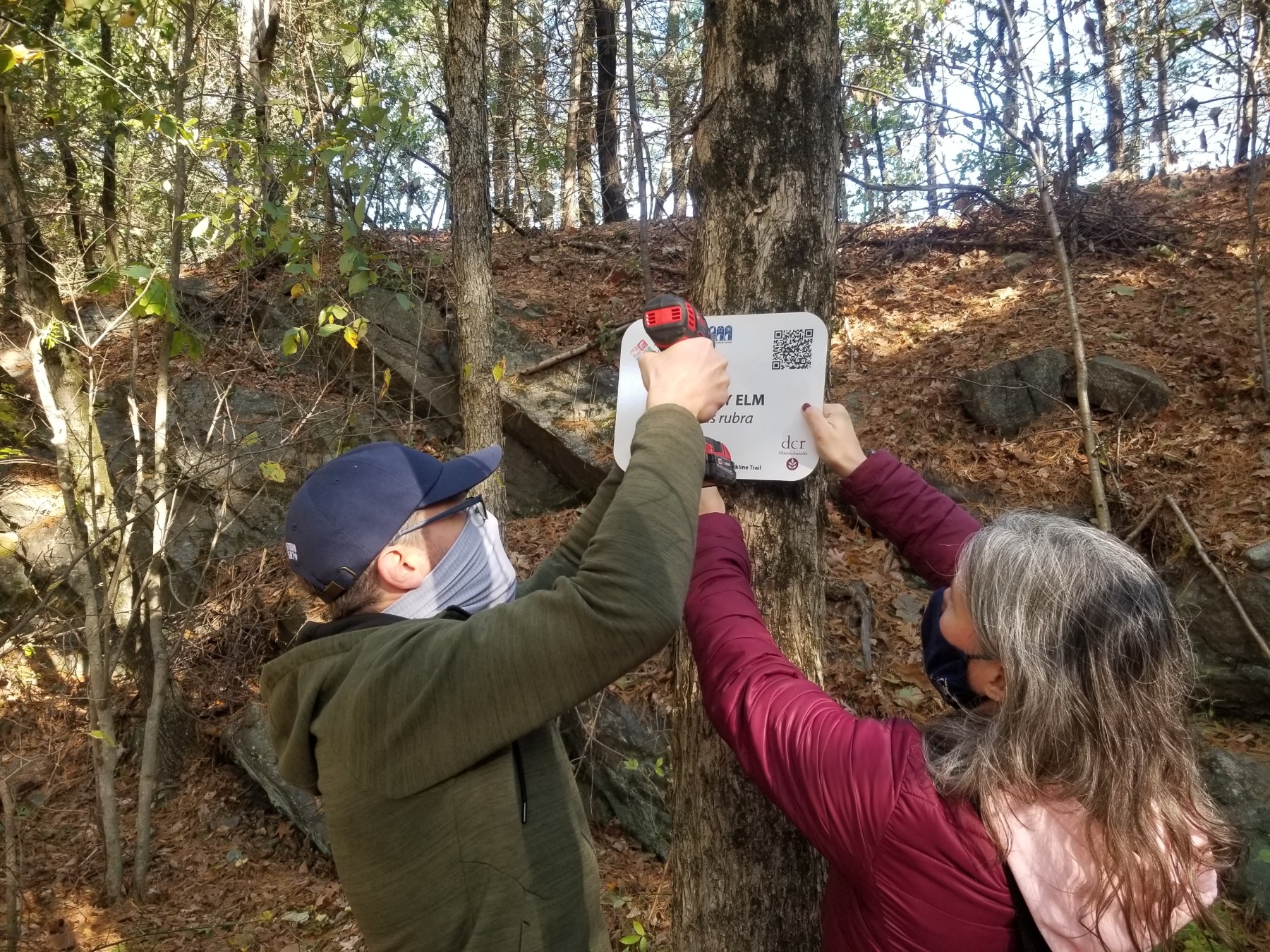 Tree Signage Installed! - Franklin & Bellingham Rail Trail Committee